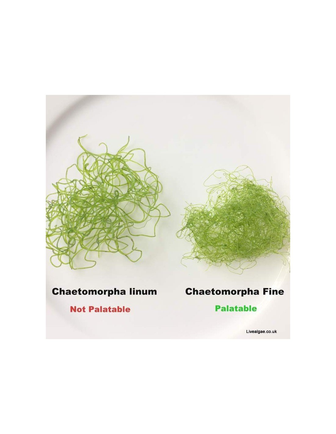 Chaetomorpha Chaeto Fine Green Macroalgae for the Marine Aquarium