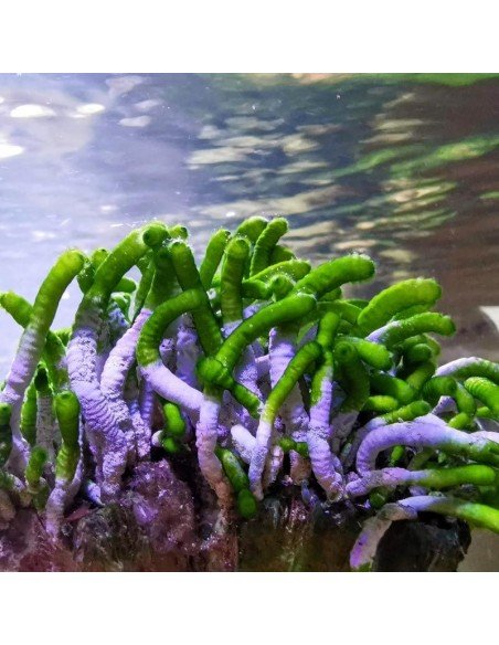 Clean Neomeris Annulata Marine Algae From The Macroalgae Experts