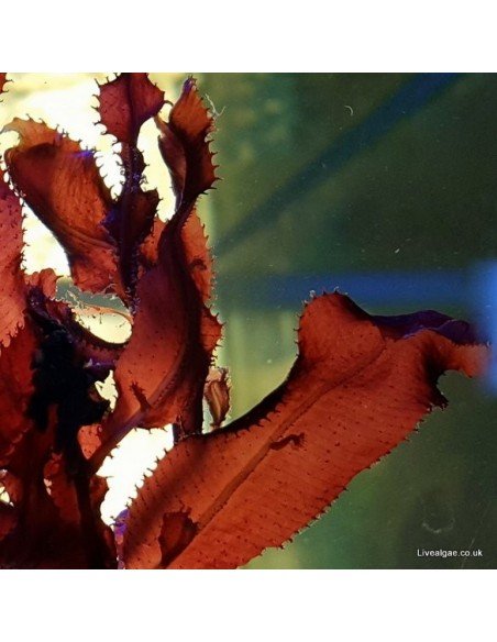 Clean Cryptonemia Crenulata Marine Algae From The Macroalgae Experts