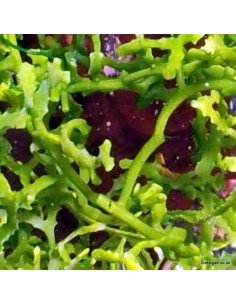 Beautiful Green Macroalgae Species For The Marine Aquarium - Livealgae UK