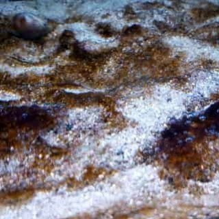 NUISANCE ALGAE IN THE MARINE AQUARIUM - HOW TO GET RID OF!